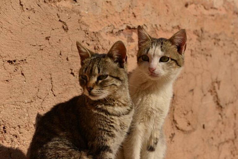 Cats In Morocco: Breeds, Culture & Traditions (2026)