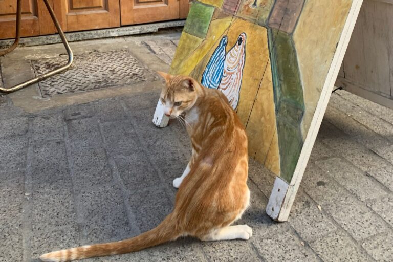 Cats In Morocco: Breeds, Culture & Traditions (2026)