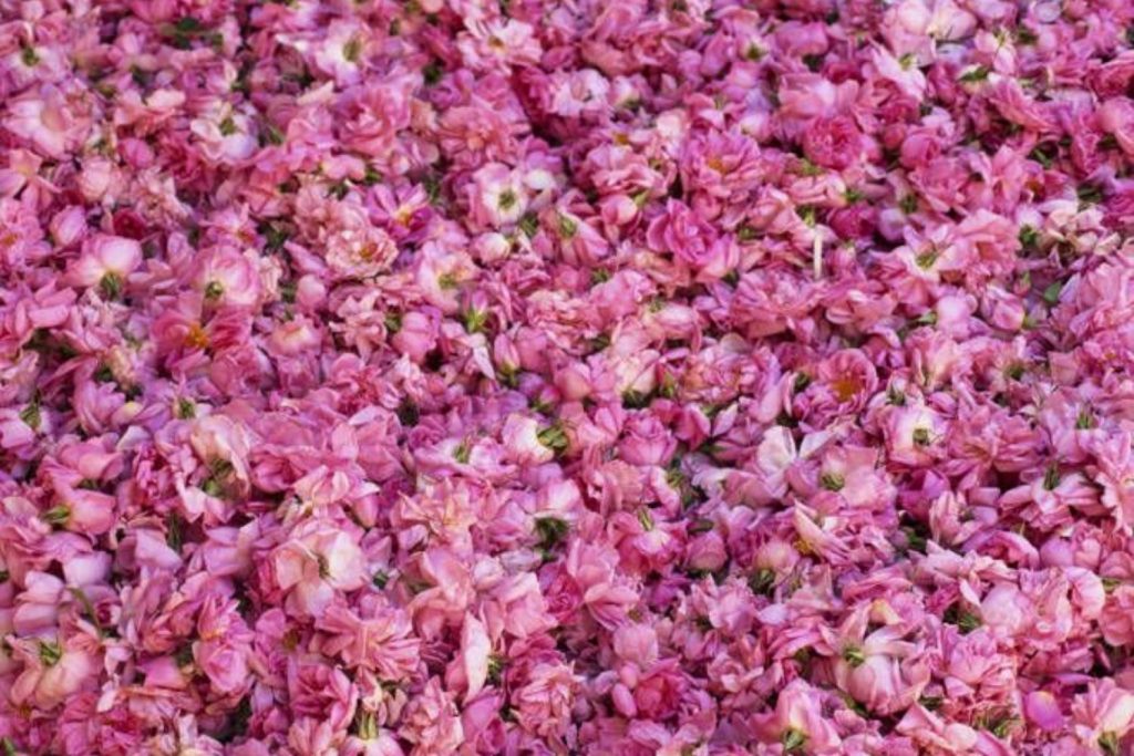 Valley Of Roses In Morocco: Map, Best Tours & Tips 2026
