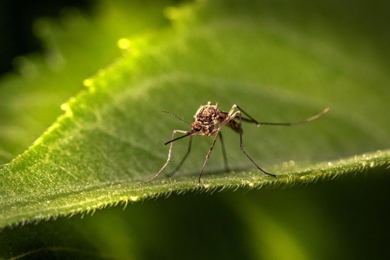 Morocco Malaria Risk: 7 Essential Travel Health Facts